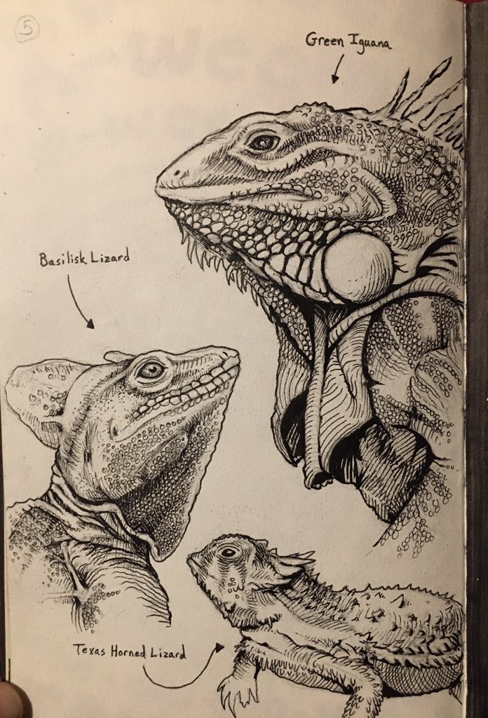 Basilisk Lizard Drawing