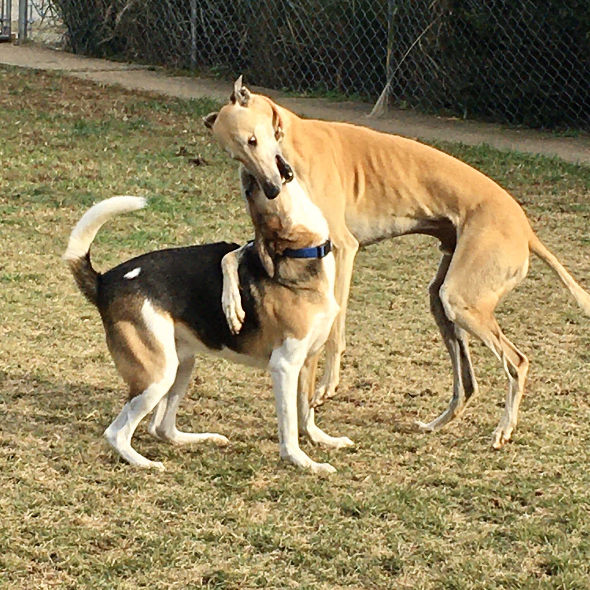 Do Dogs Play By Biting Each Others Necks