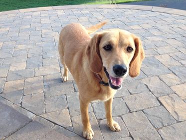Yellow Lab Beagle Mix
