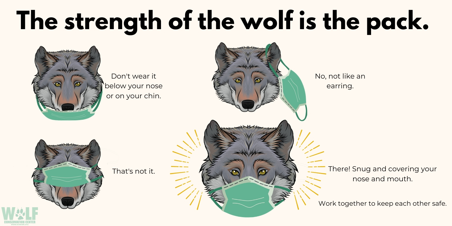 Wolf Protecting Pack