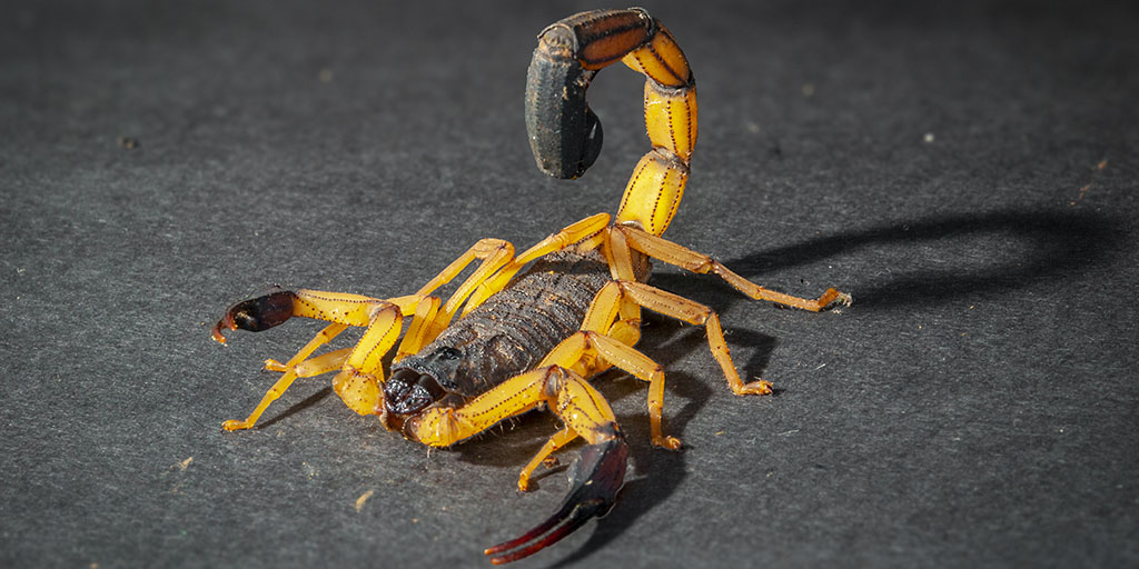 Centruroides Bicolor