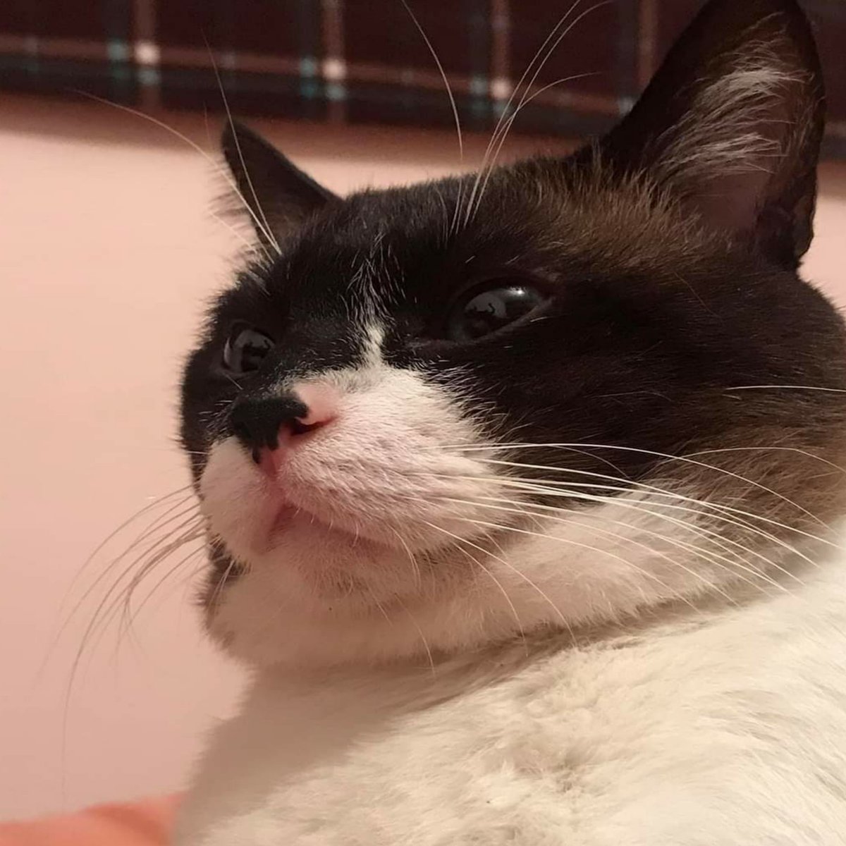 Nadie:. Mi gato con papada: : r/mejico