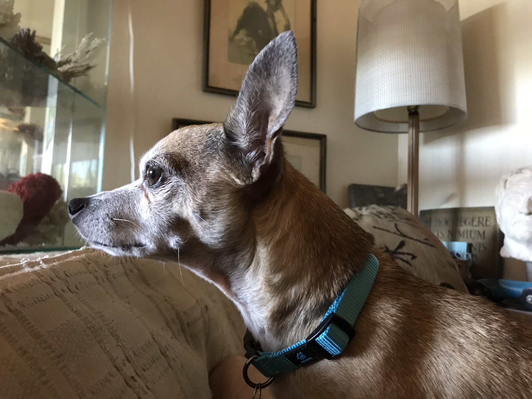 Kurt Rex Cooper 💚 on Twitter: "Flower is very picky even refuses treats and Roma eats everything.…