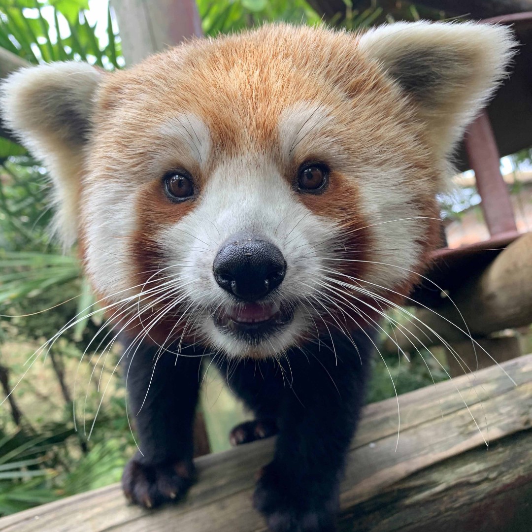 Smiling Red Panda