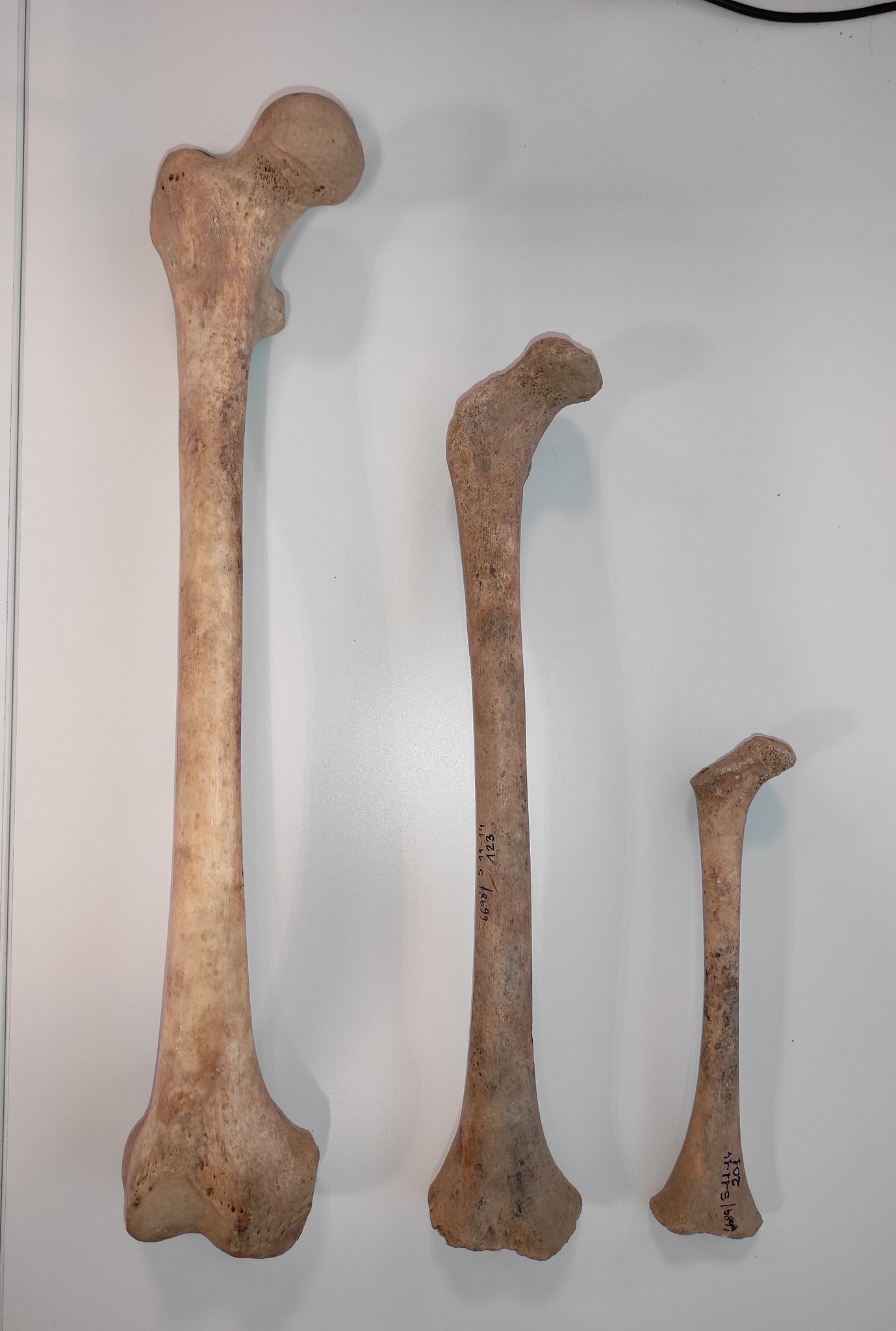 Deer Femur Vs Human Femur