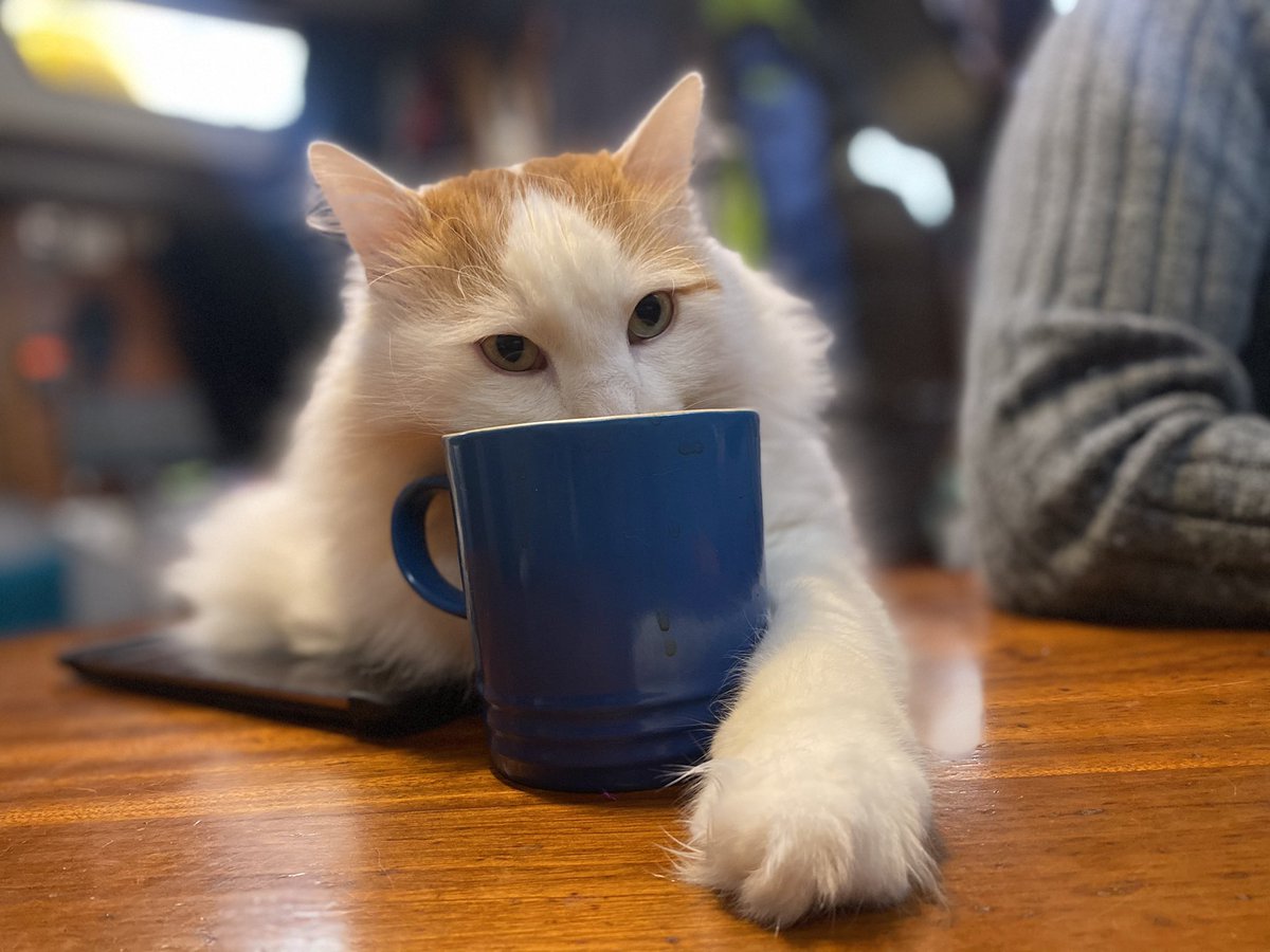 Need More Coffee Cat