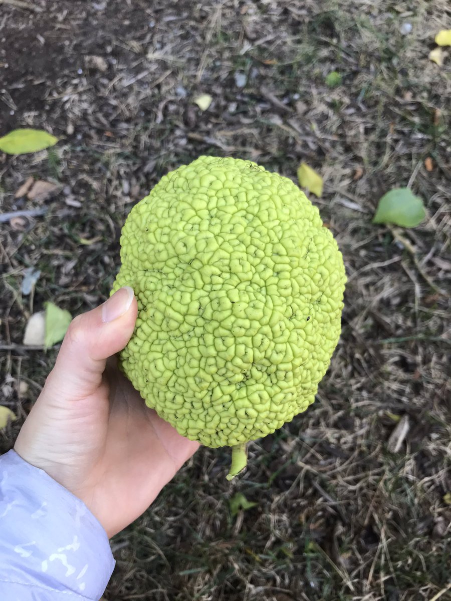 Lan Luo (@lan35813321) | Twitter