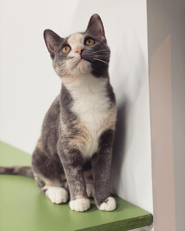 Lilac Tortoiseshell Cats