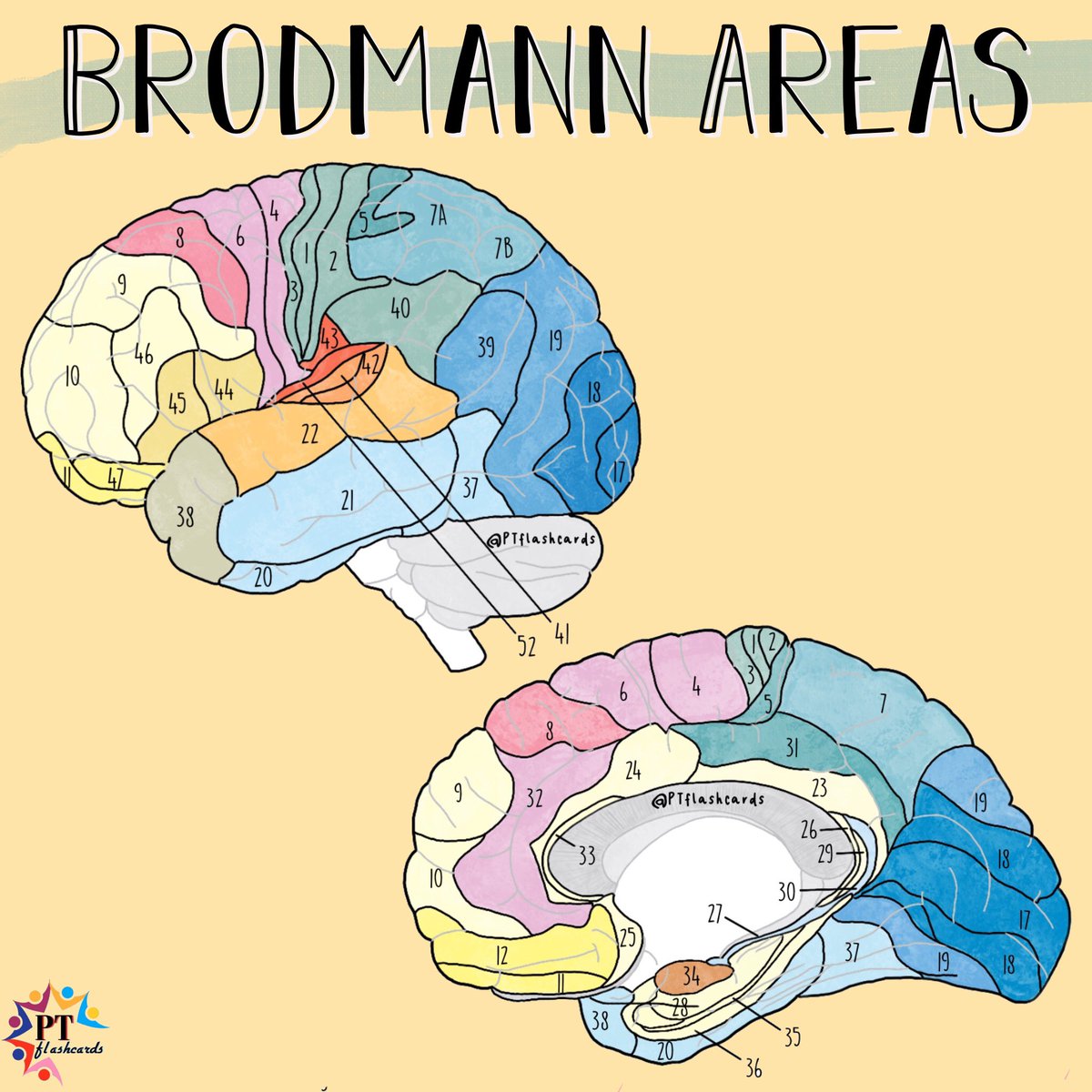 Brodmann Area 27