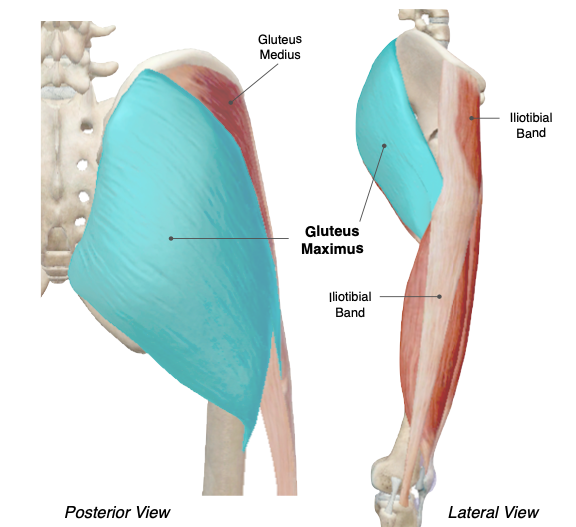 Gluteus Minimus Cadaver