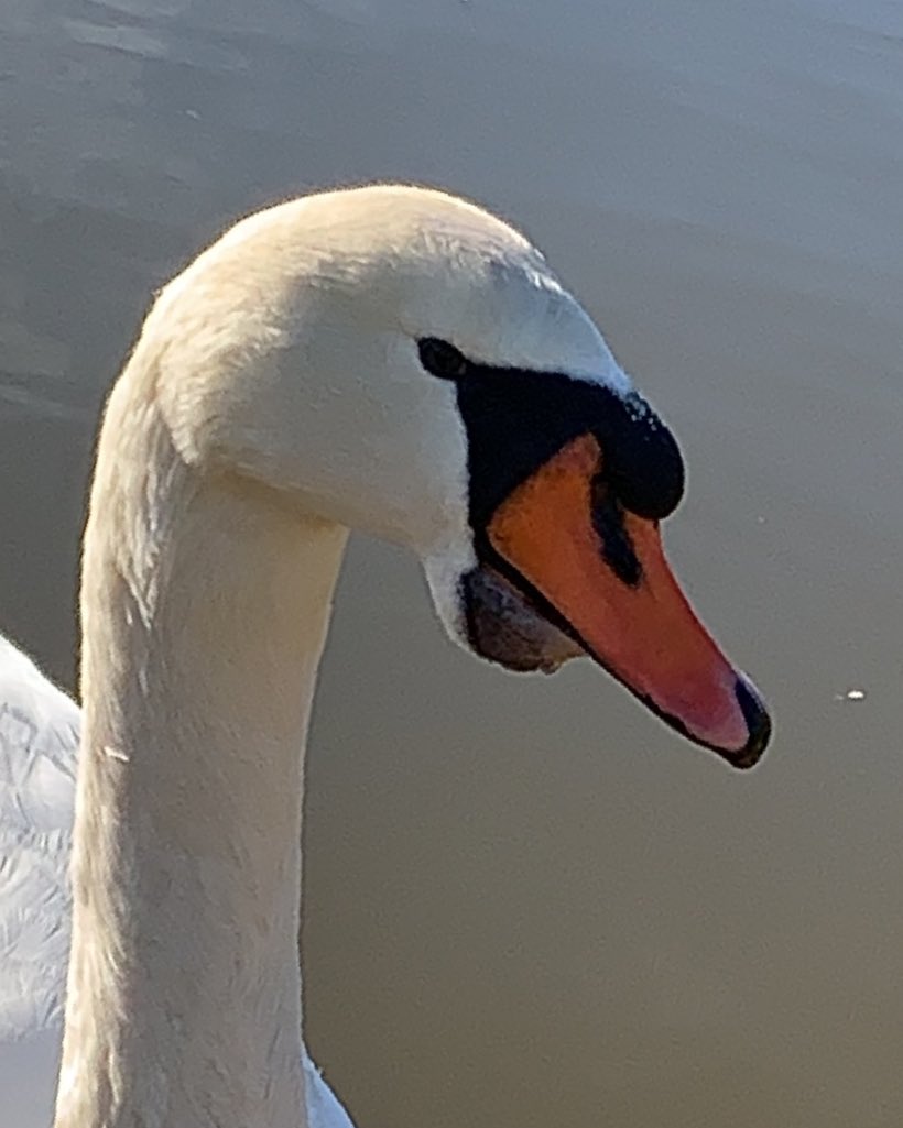 Swan Tongue