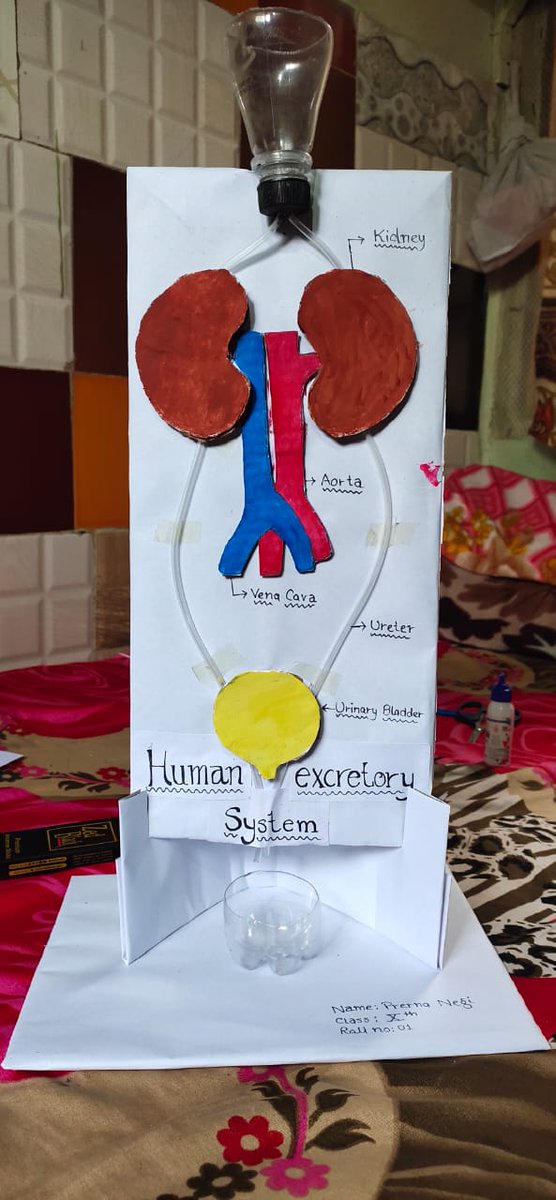 Excretory System Model Project
