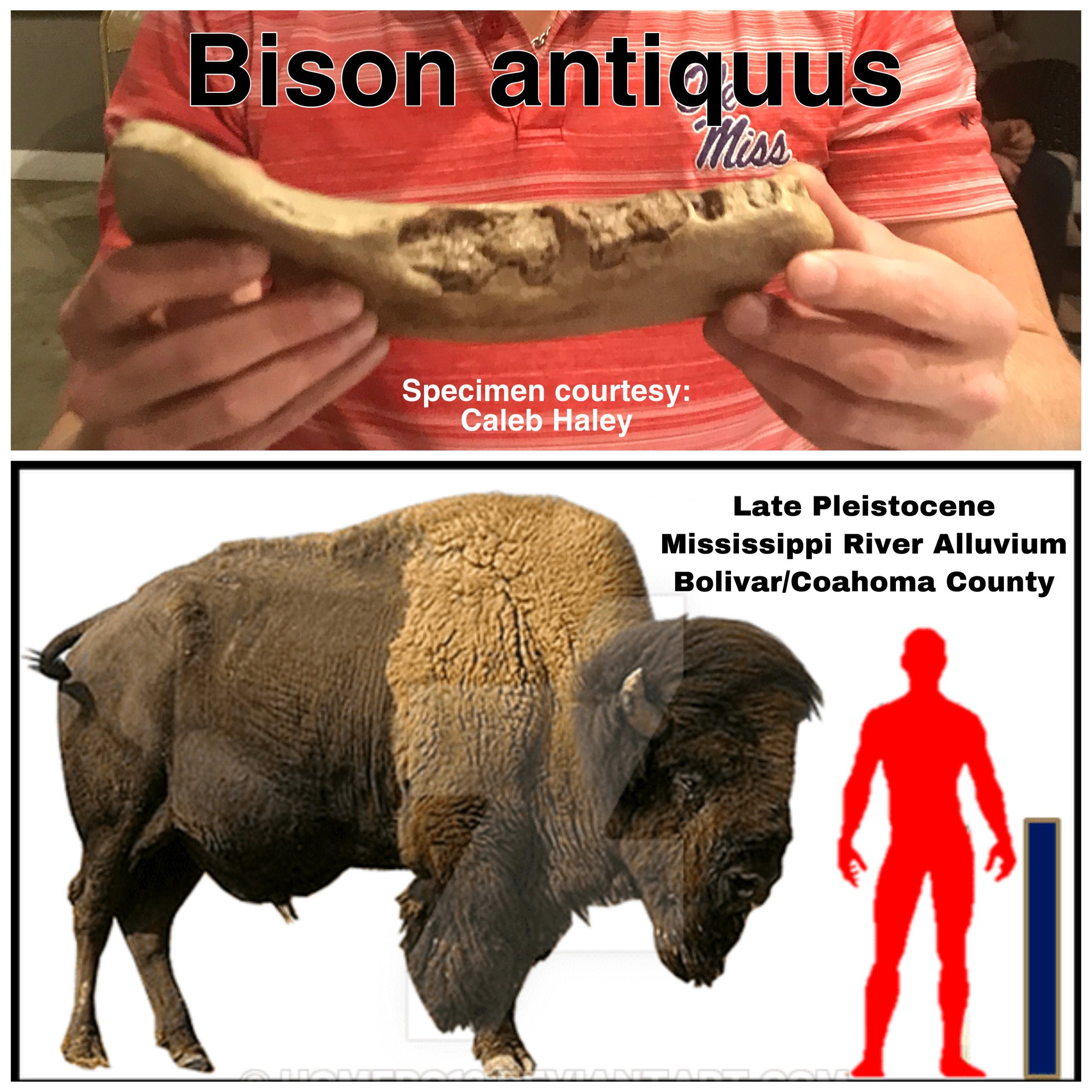 Bison Antiquus Comparison
