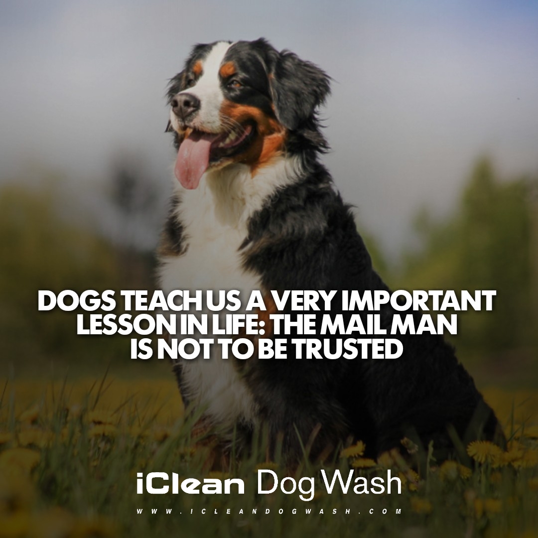 What Can Dogs Teach Us