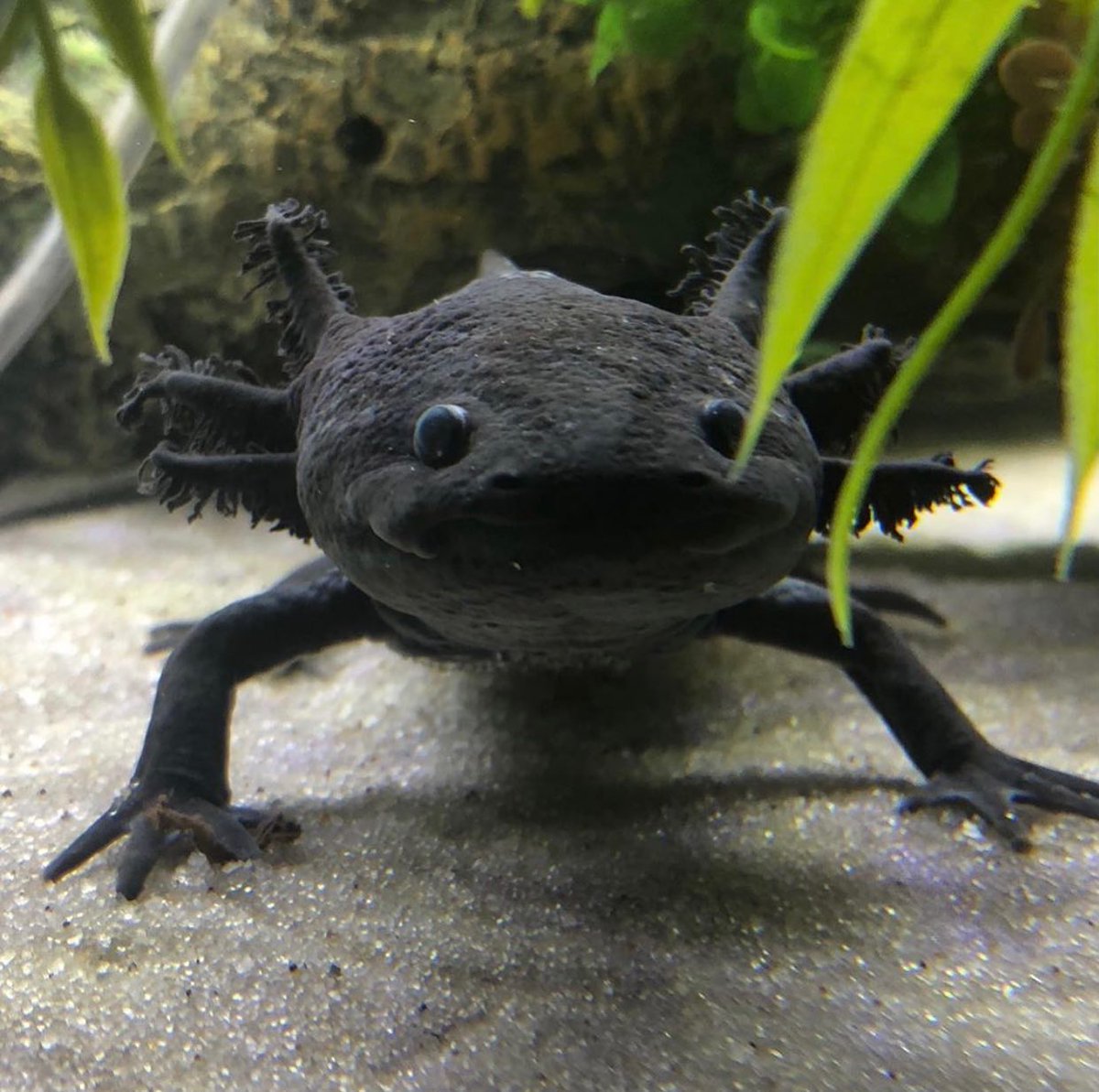 Black Axolotl Toothless