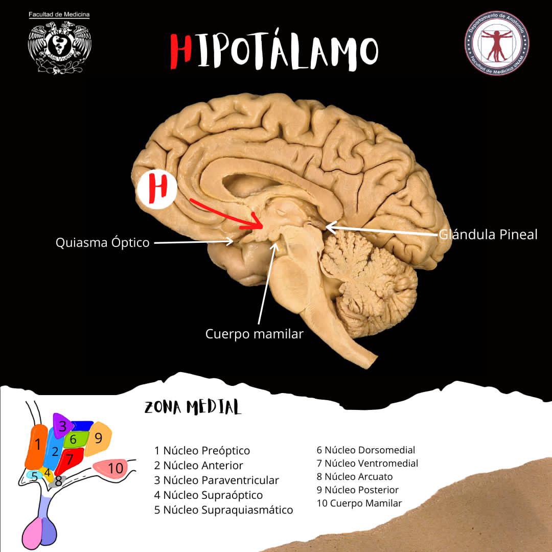 Zona Medial Dos Nucleos Hipotalamicos Neuroanatomía Y Fisiología Del