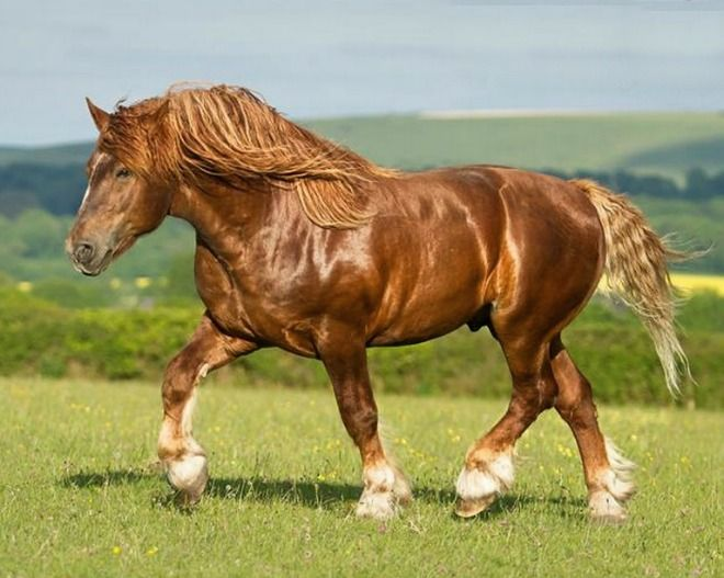 Caballos Alazanes