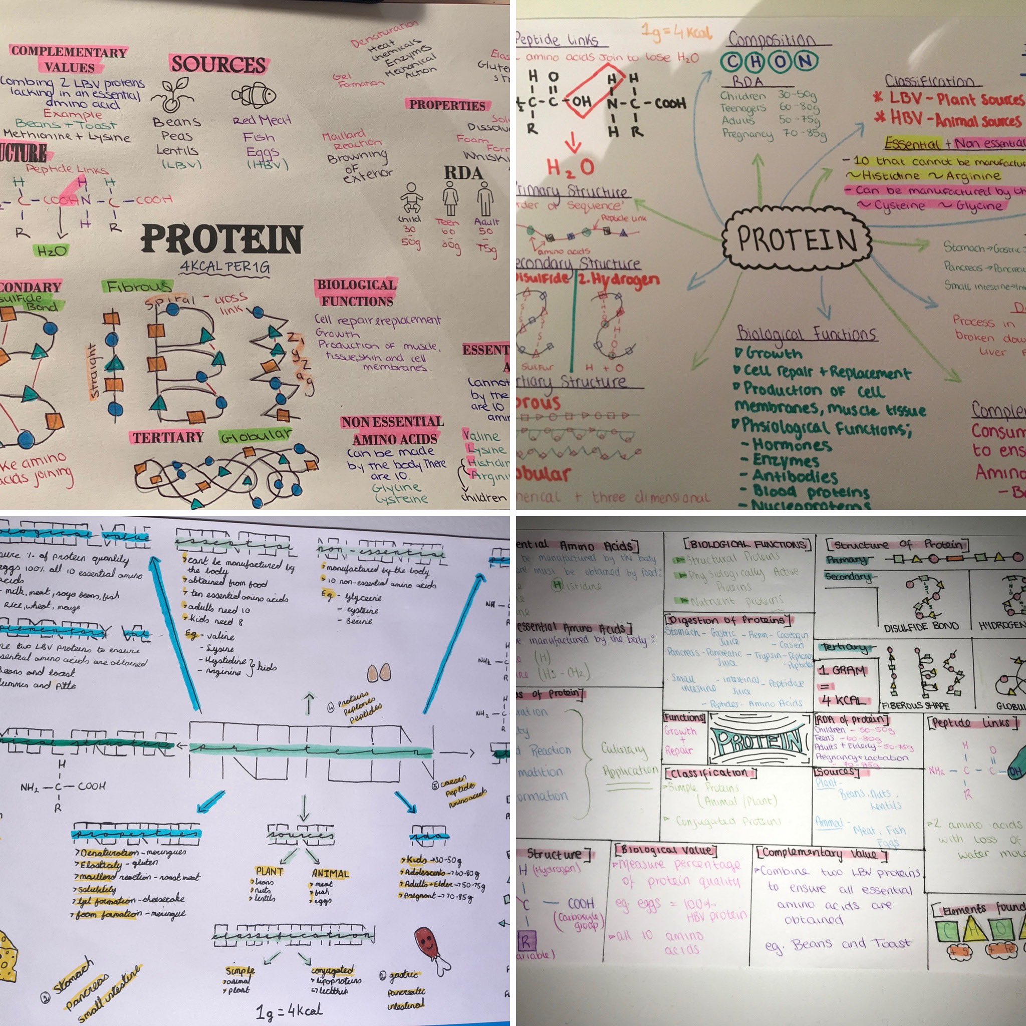 Simple Protein Concept Map
