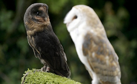 Melanistic Black Barn Owl