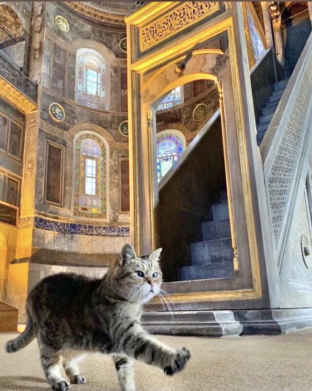 Cat walking past mirror : r/MemeTemplatesOfficial