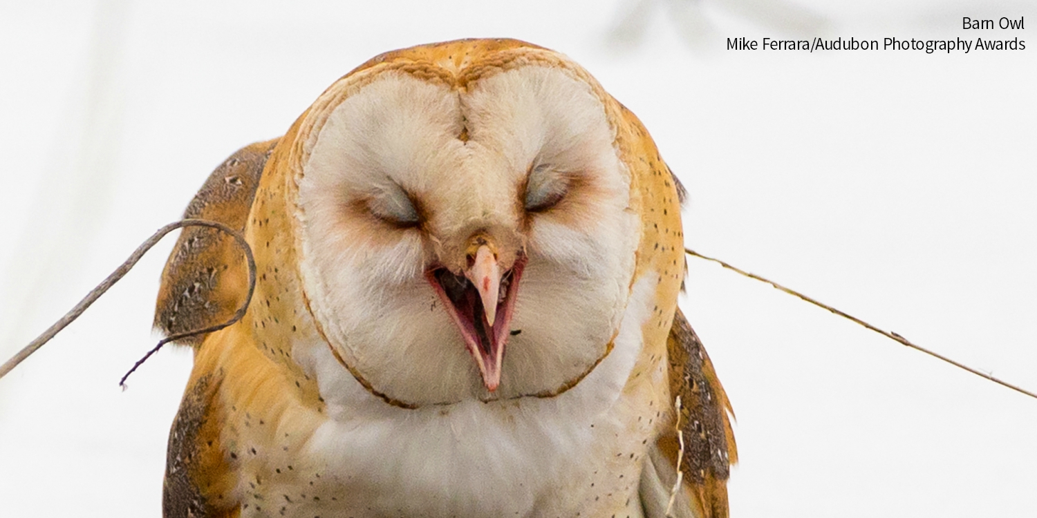 Barn Owl Eating