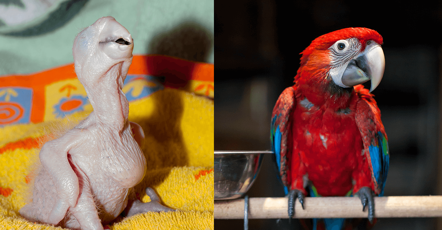 Baby Macaw