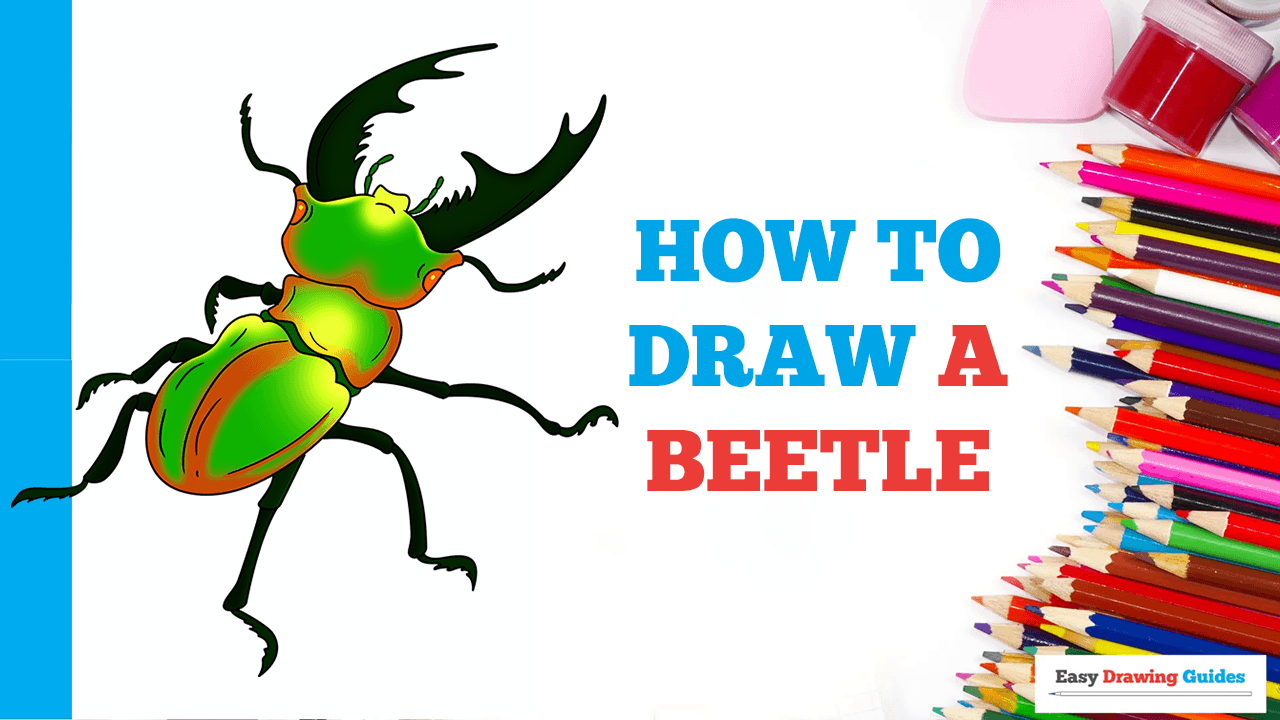Beetle Drawing For Kids