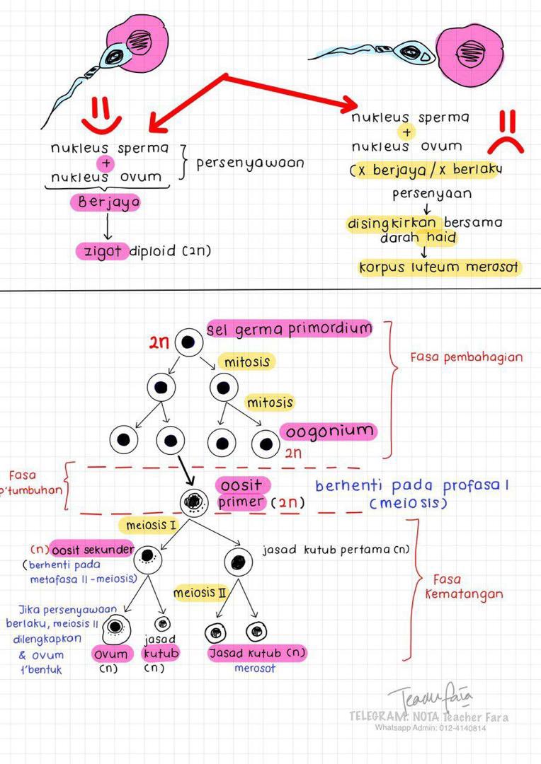 Oogenesis And Spermatogenesis In Fish