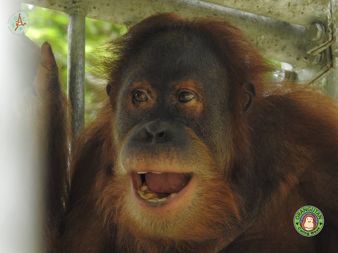 Orangatang With Down Syndrome