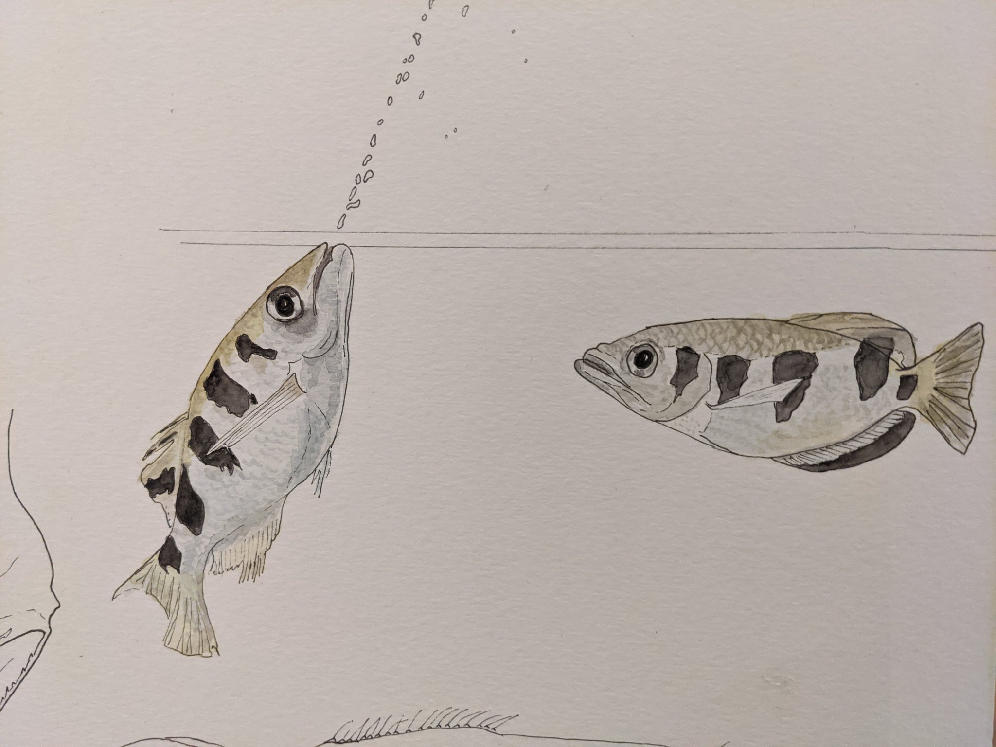 Archer Fish Spitting