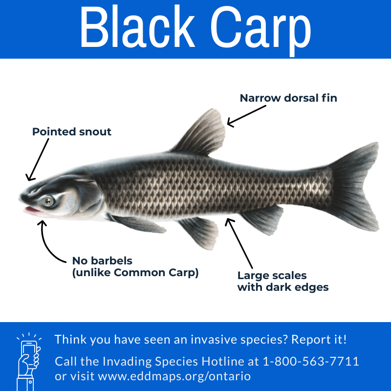 Common Carp Fish Diagram Common Carp, Catch Of The Day : R/drawing
