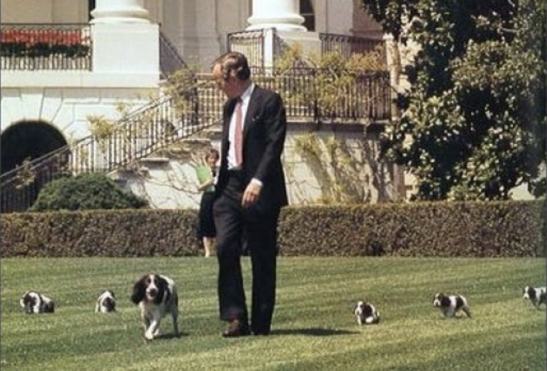 George Bush Dog