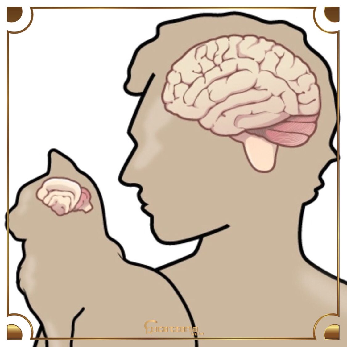 Are Cats Brains Similar To Humans Or Dogs