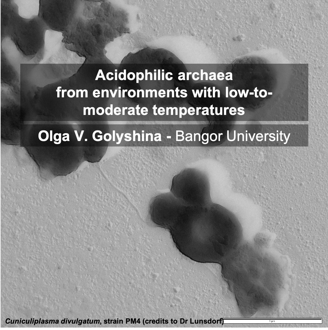 Acidophilic Archaea