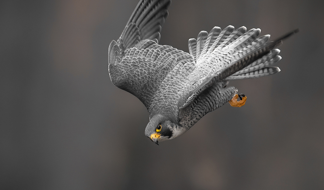 Peregrine Falcon Flying Speed