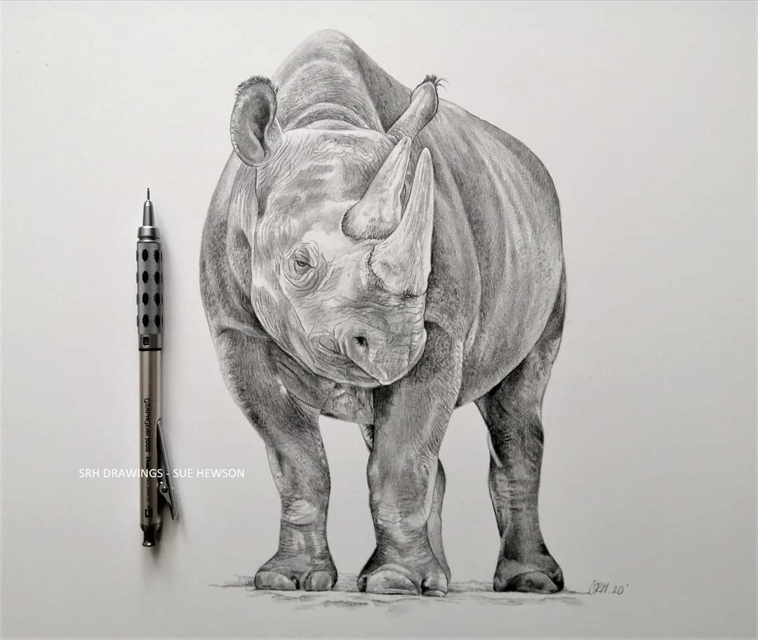 Black Rhino Drawing