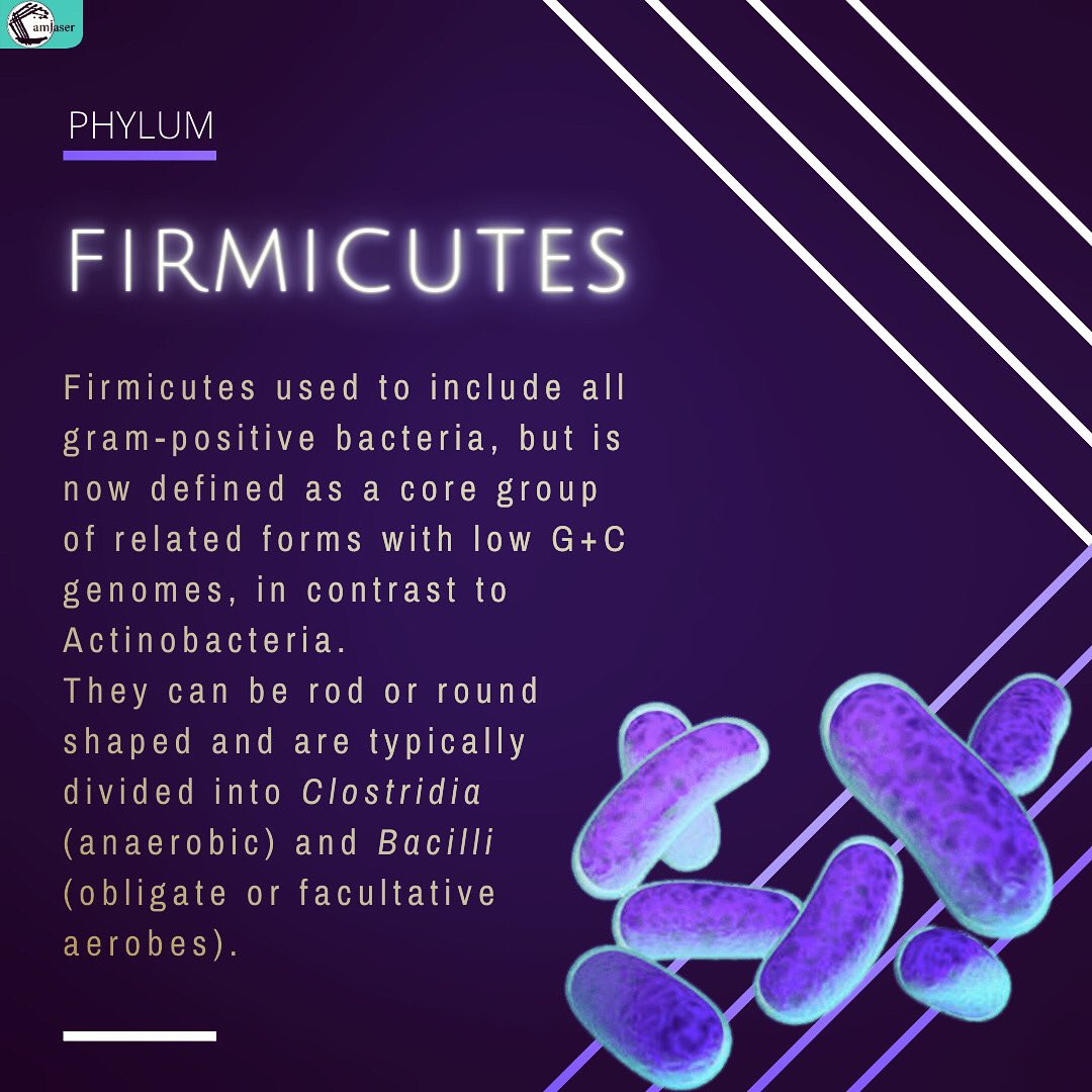 #Grampositivebacteria - Twitter Hashtag | Sotwe