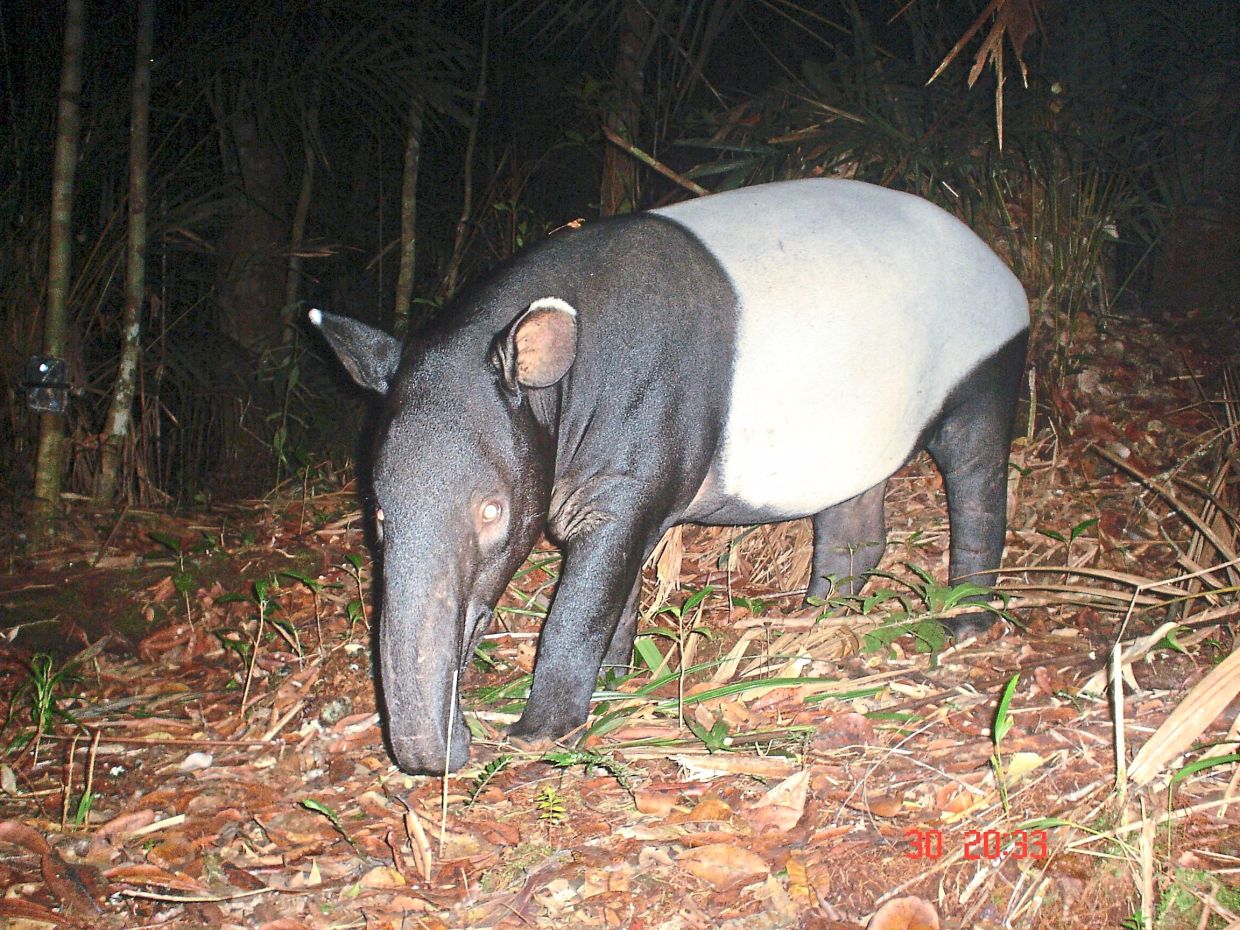 Malayan Tapir In The Wild
