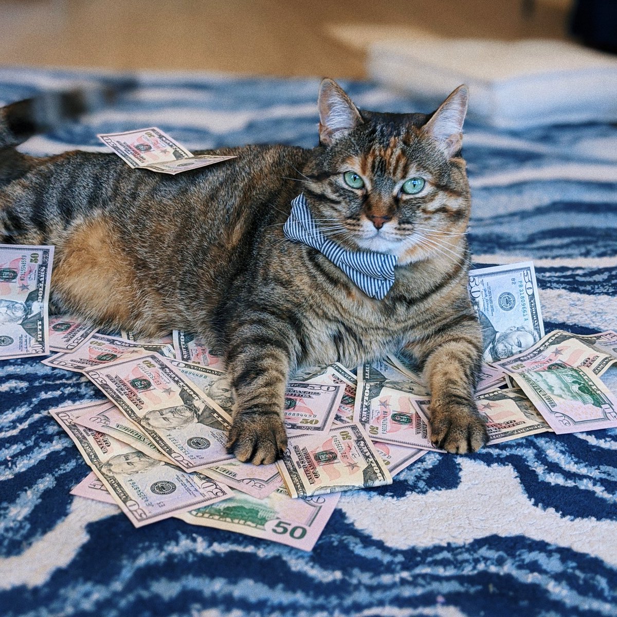 Cats With Money