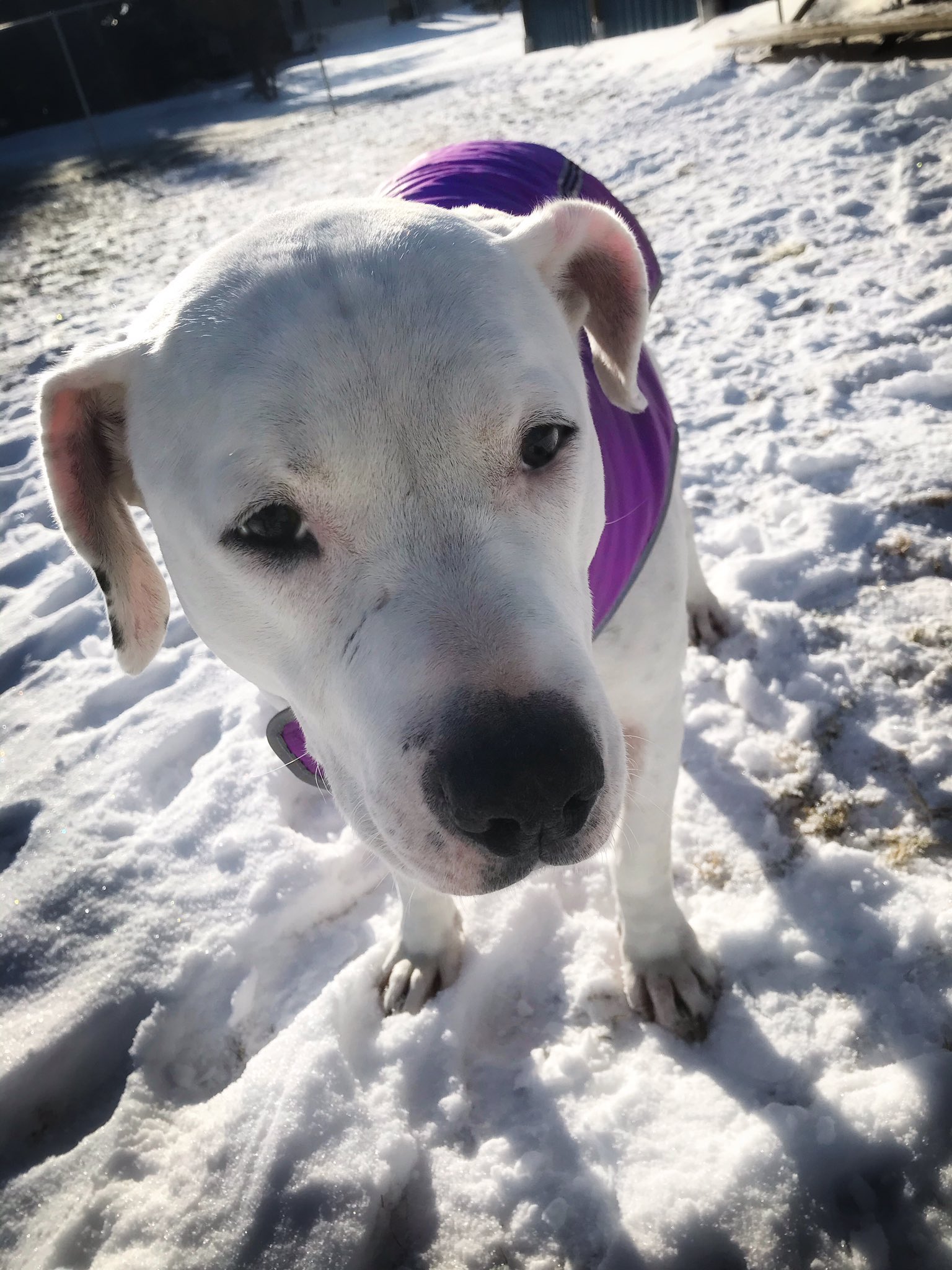 Ruby Dooby Doo (@Ruby_Dooby_Dooo) / Twitter