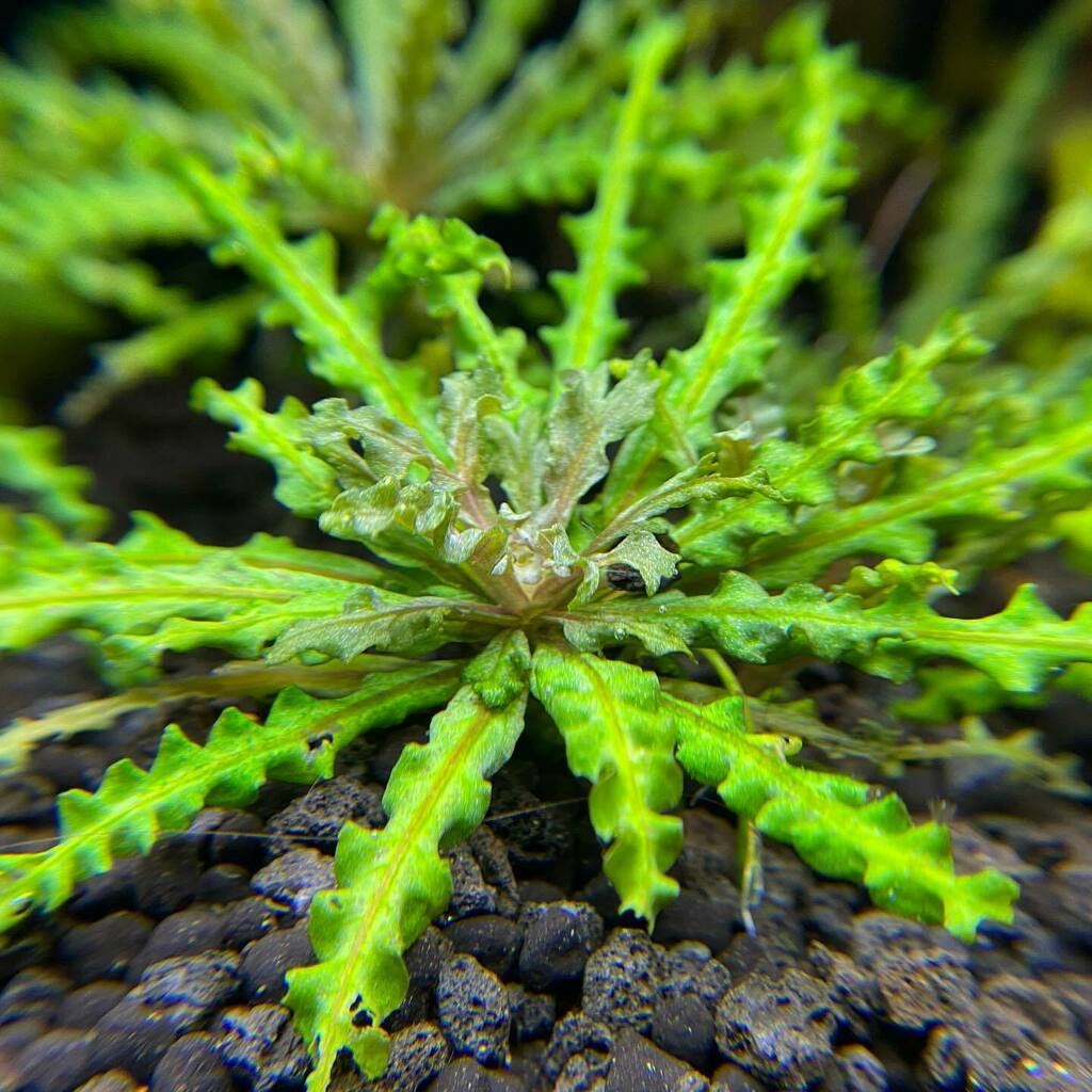 Pogostemon Helferi Downoi