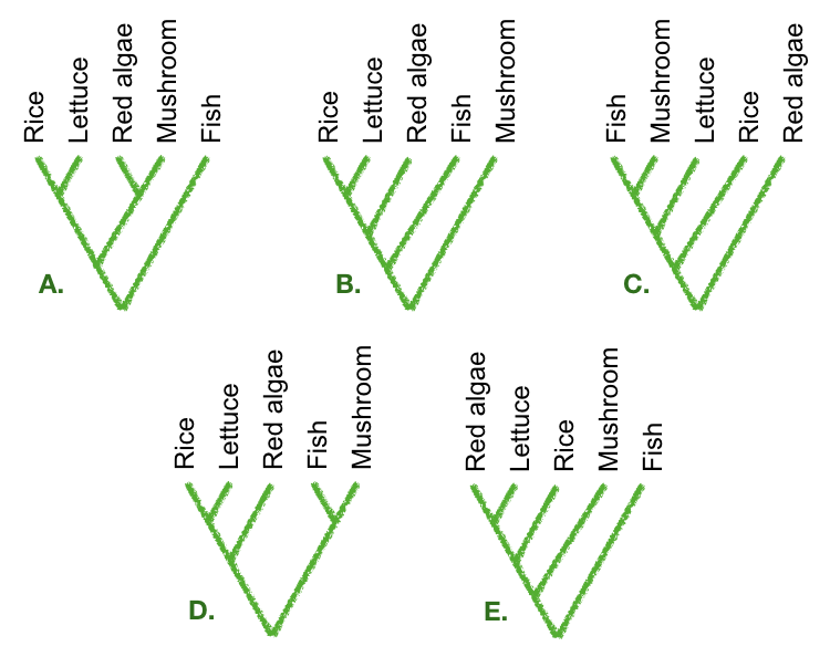 Cladogram Green Algae