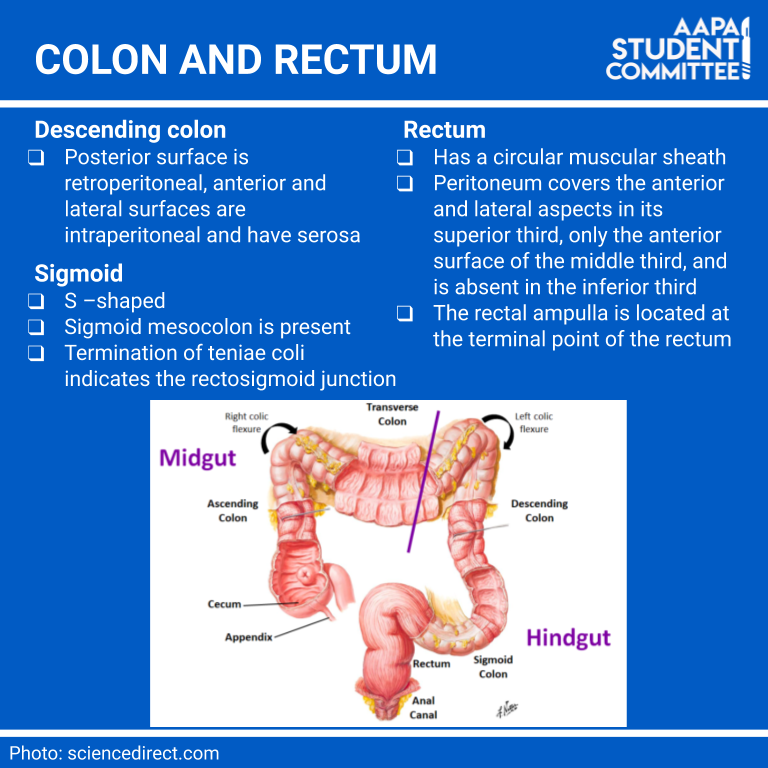 Teniae Coli Teniae Coli Landmarks Guide Navigation In VC | AuntMinnie