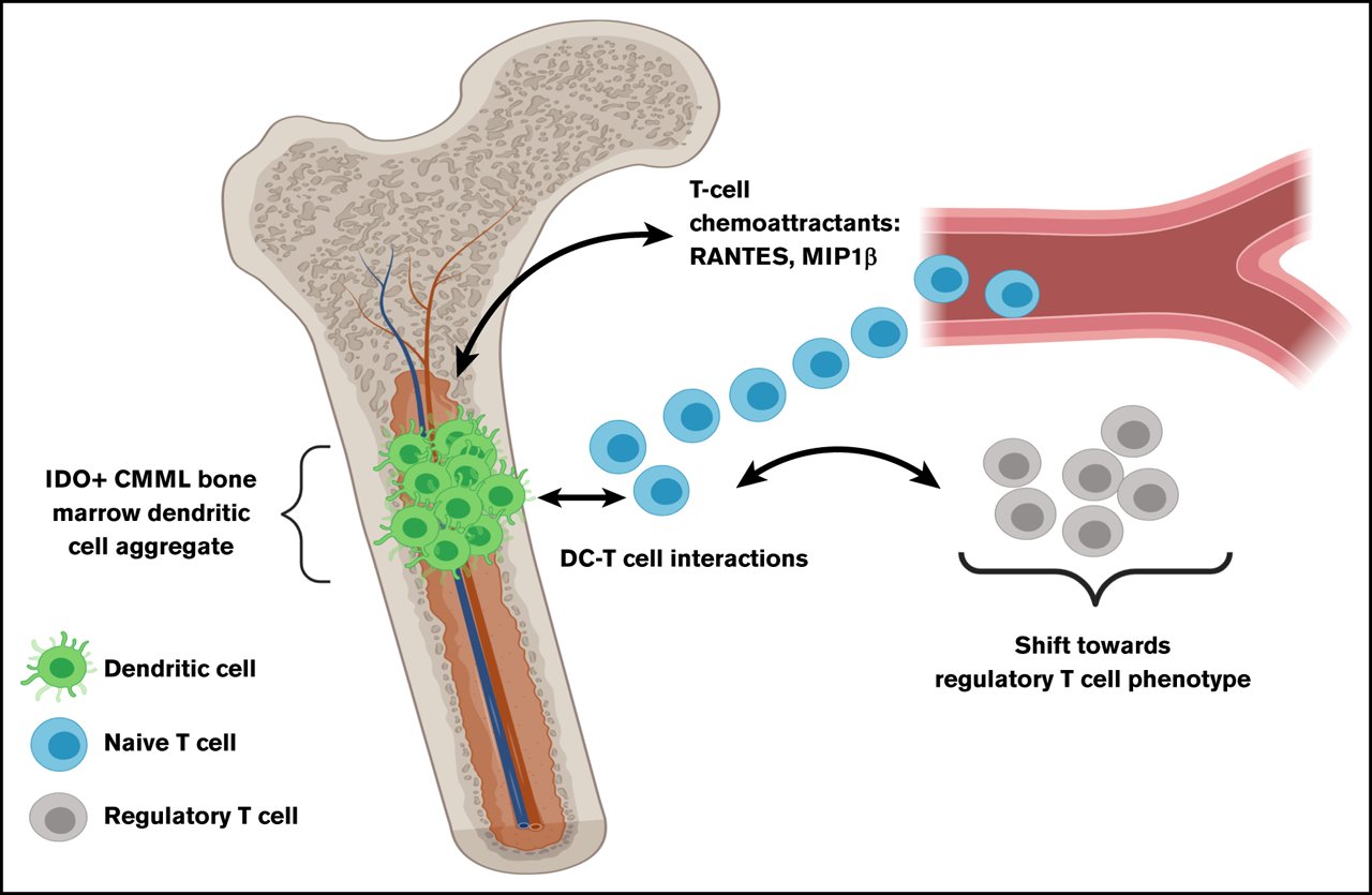 Bone Marrow Cells