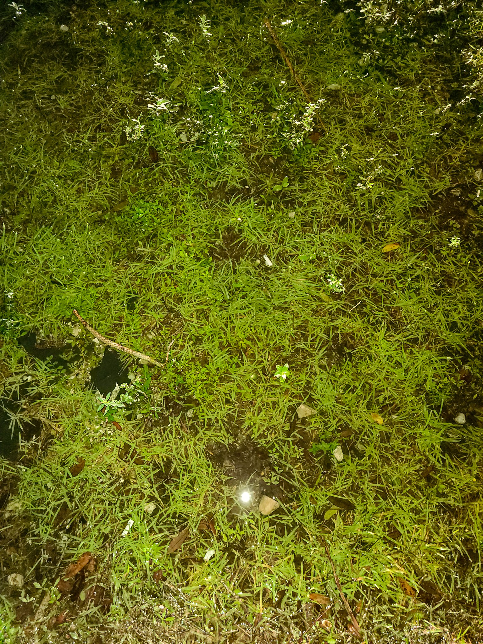 TW Pornstars - Grandma Alice Marchesi 🪅 BDAY 6/26 🪅. Twitter. Love it ...