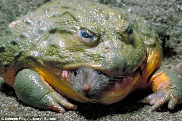 Goliath Frog