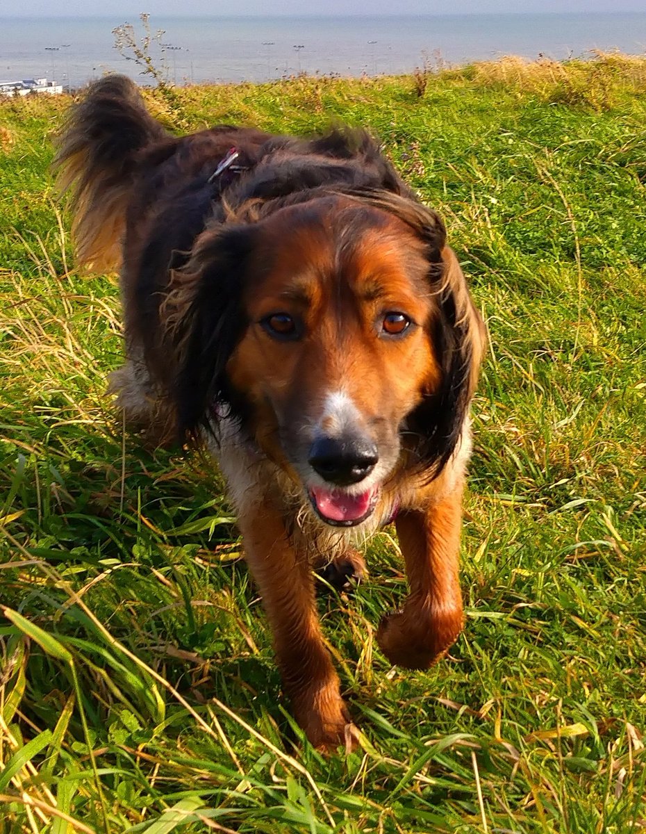 Black Cocker Spaniel German Shepherd Mix