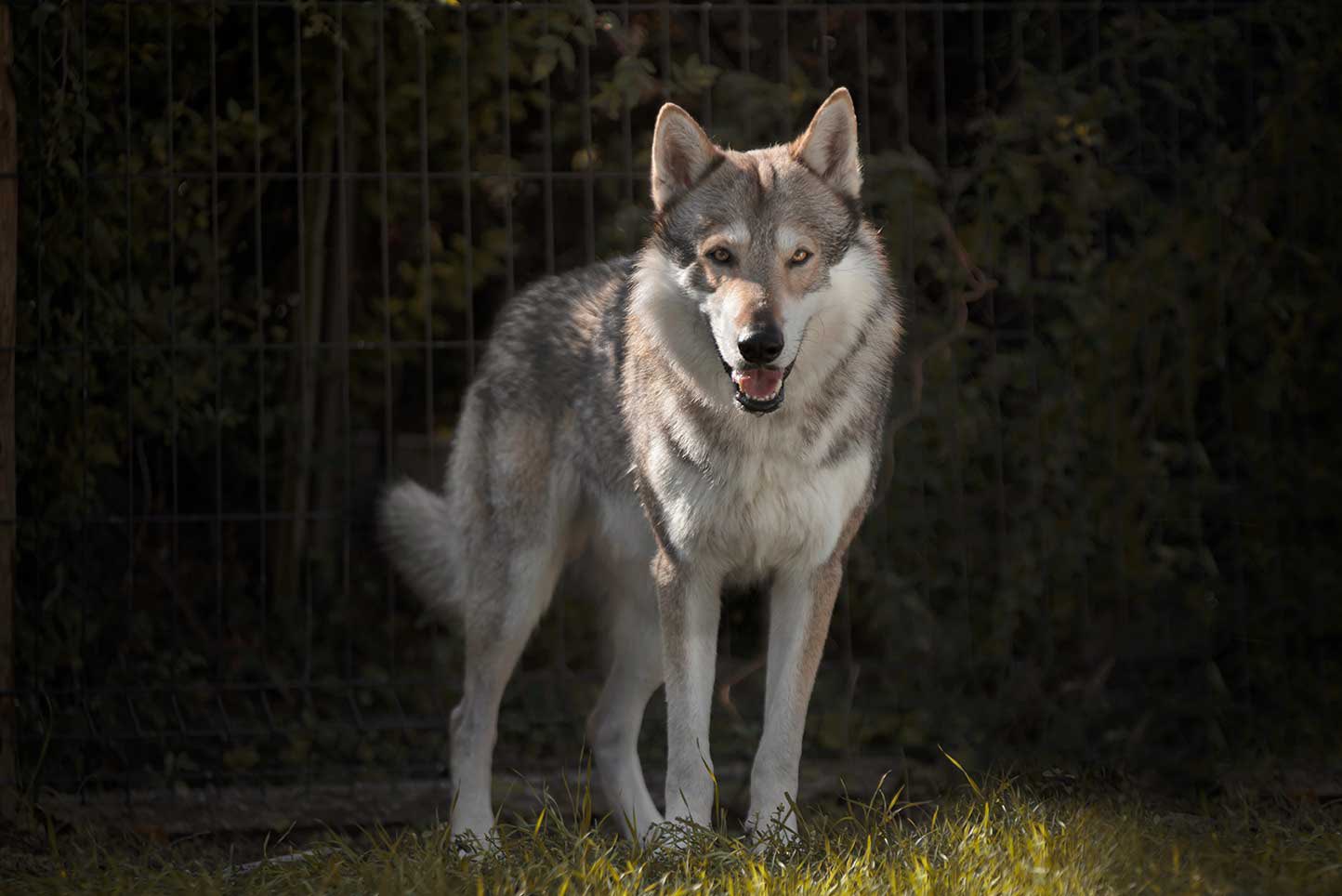 Wolf Grey Tamaskan