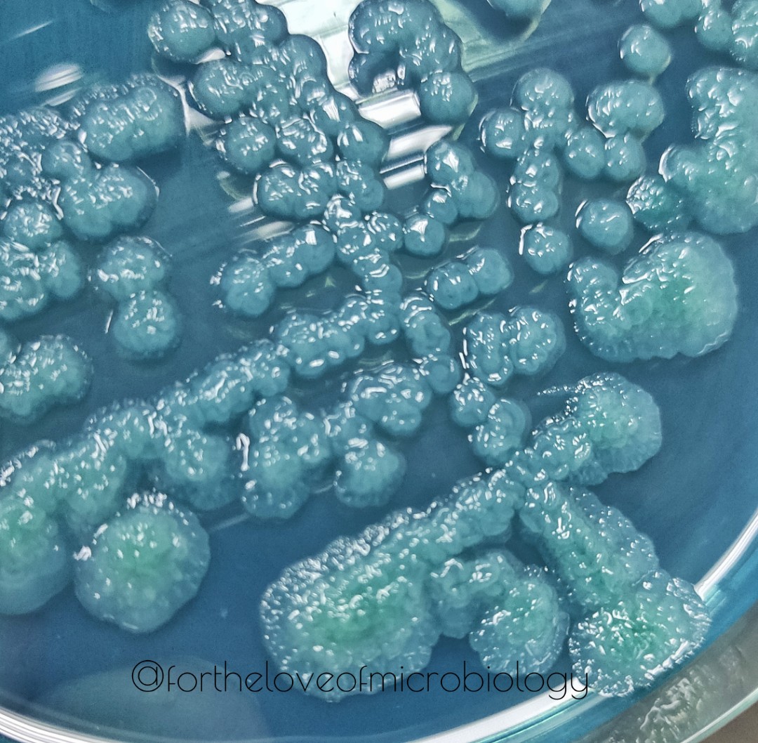 Klebsiella Pneumoniae On Cled Agar