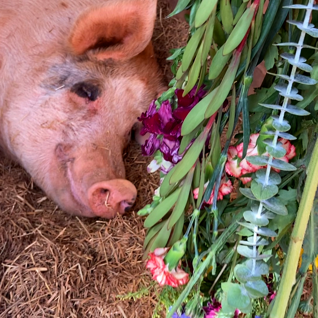 Rescue pig picks flowers and carries them back to decorate her house ...